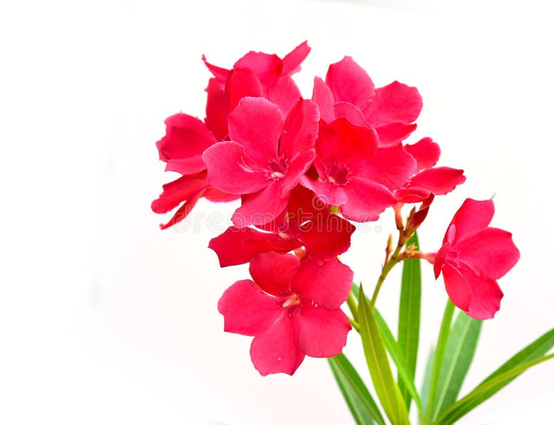 Flor del adelfa foto de archivo. Imagen de arbusto, adelgazar - 43534952