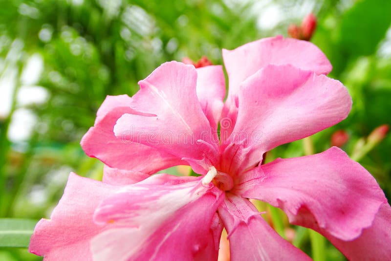 Flor del adelfa del Nerium imagen de archivo. Imagen de retrato - 97965719