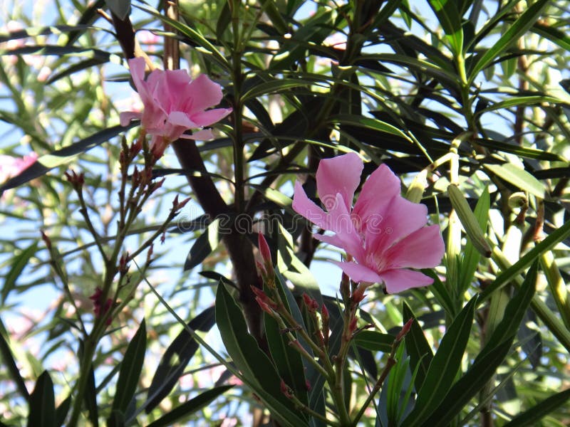 Flor del adelfa - rosa imagen de archivo. Imagen de cinco - 102593849