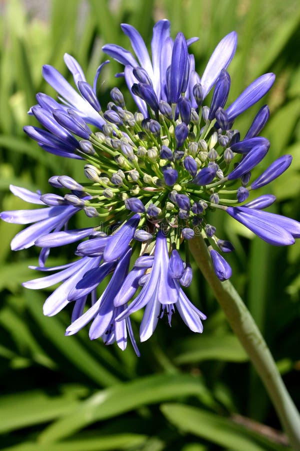 Flor Del Agapanthus/lirio Del Nilo Imagen de archivo - Imagen de lirio ...