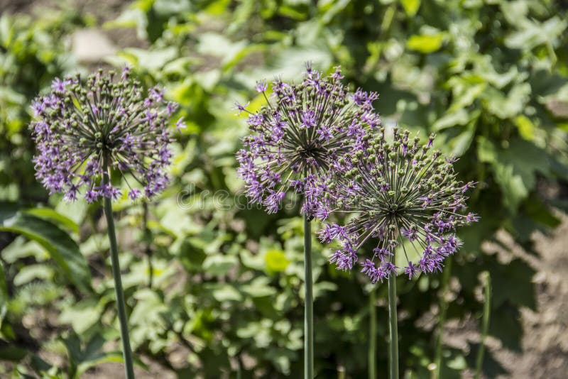 Flor del ajo foto de archivo. Imagen de agua, verde, prado - 31646034