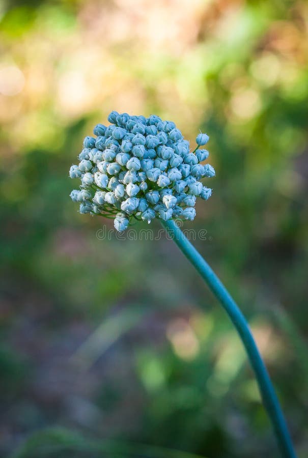 Flor del ajo imagen de archivo. Imagen de nadie, cierre - 43676577