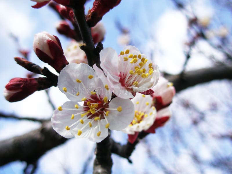 Flor del albaricoque imagen de archivo. Imagen de albaricoque - 13581199