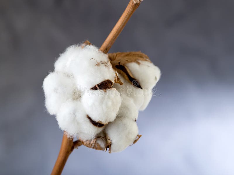 Flor del algodón foto de archivo. Imagen de textil, suavidad - 20689356