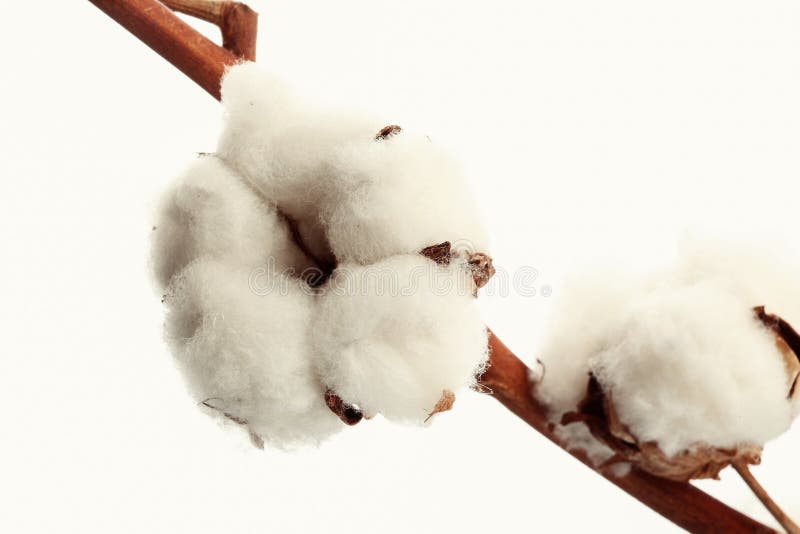 Flor del algodón foto de archivo. Imagen de ambiente - 36347696