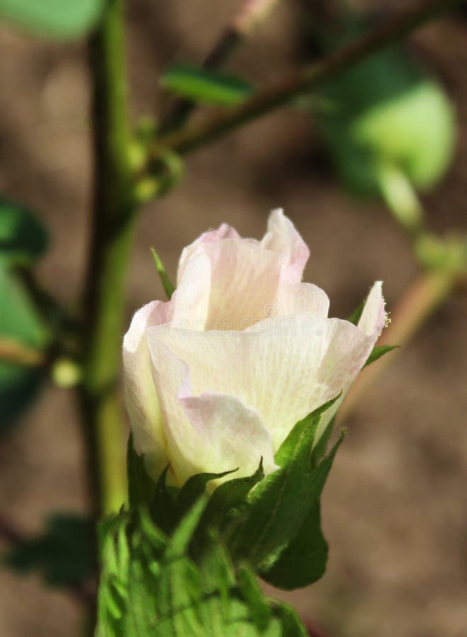 Flor del algodón foto de archivo. Imagen de material - 19795726