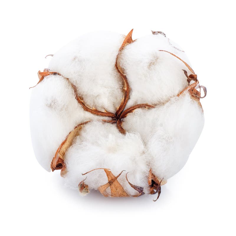 Flor del algodón foto de archivo. Imagen de tallo, fondo - 19795726