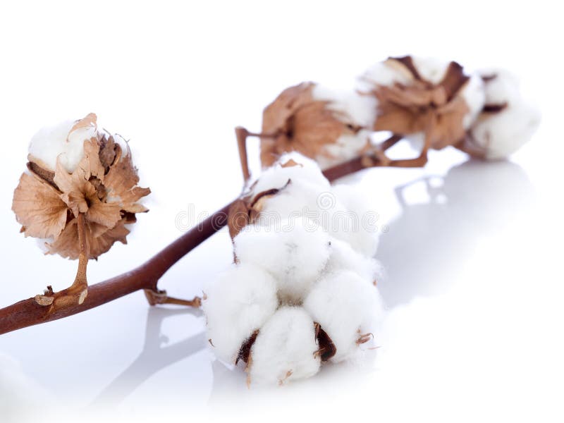 Flor del algodón foto de archivo. Imagen de textil, suavidad - 20689356