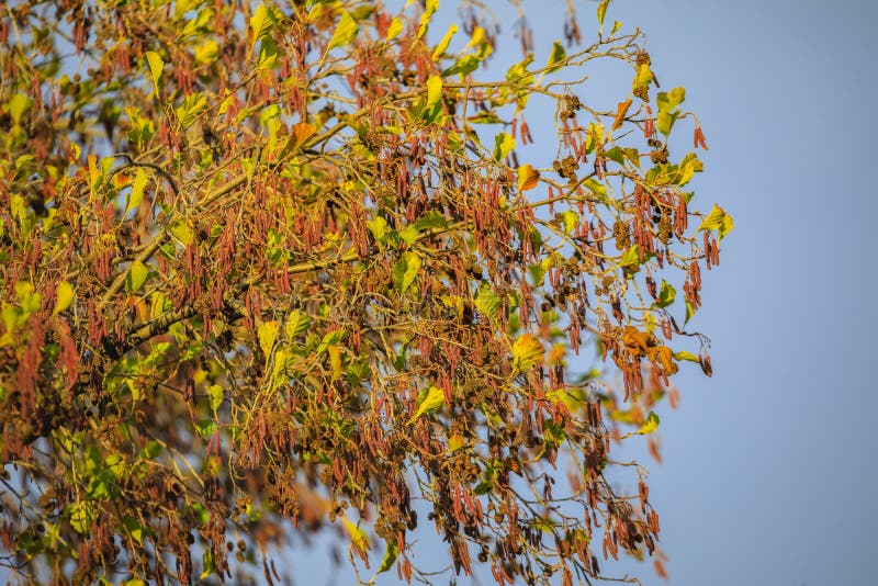 Aliso Fotos De Stock - Download 8,340 Fotos Libres de Derechos