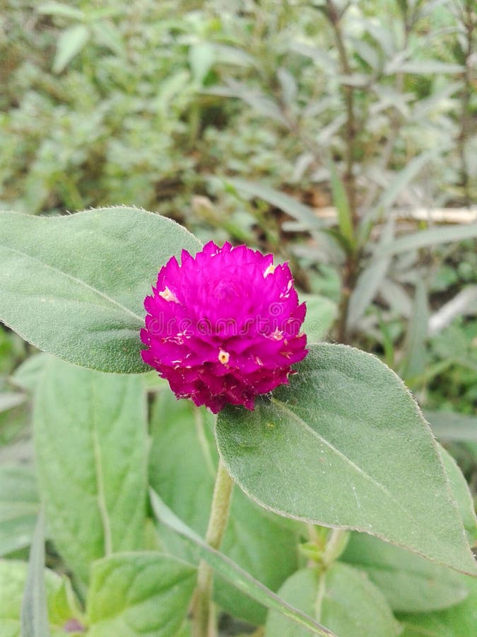 Flor del amaranto imagen de archivo. Imagen de amaranto - 53517353