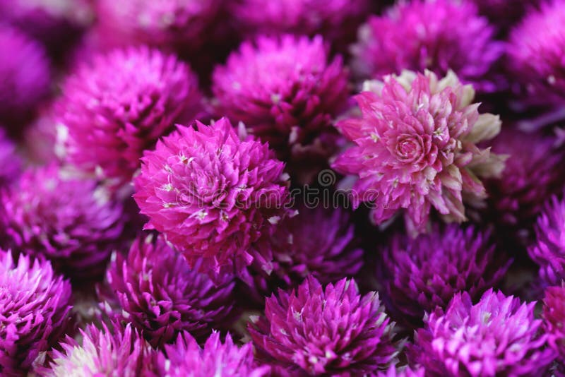 Flor Del Amaranto En Estilo Macro Foto de archivo - Imagen de primer ...