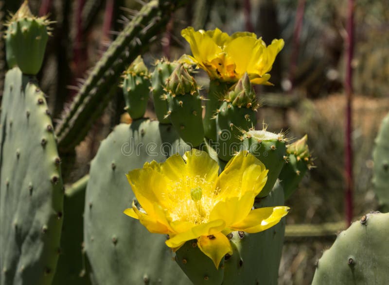 Flor Del Amarillo Del Cactus Del Higo Chumbo Imagen de archivo - Imagen ...