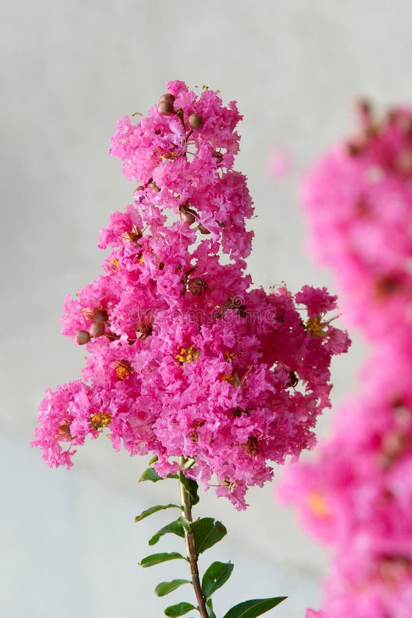 Flor del arbol de Jupiter foto de archivo. Imagen de brotes - 33827264