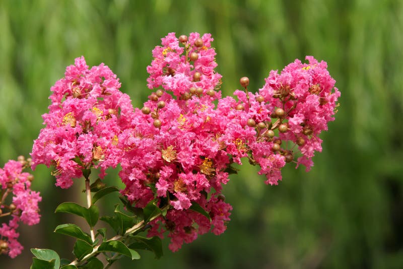 Flor del arbol de Jupiter foto de archivo. Imagen de cubo - 33827290