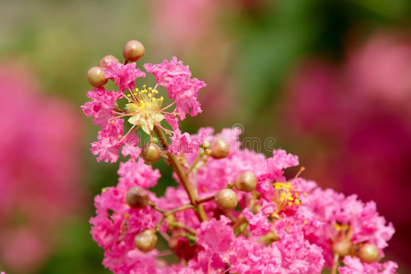 Flor del arbol de Jupiter foto de archivo. Imagen de brotes - 33827330
