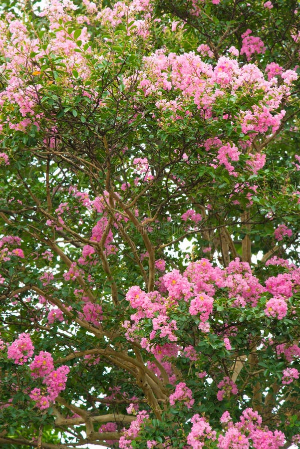 Flor del arbol de Jupiter imagen de archivo. Imagen de primer - 34067611