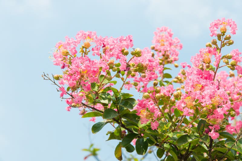 Flor del arbol de Jupiter imagen de archivo. Imagen de colores - 34067413