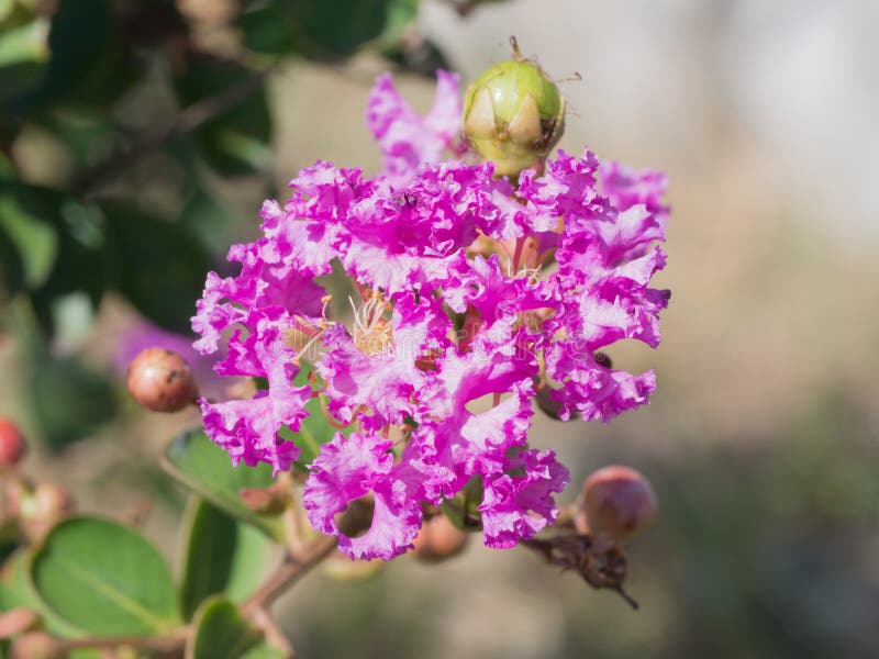 Flor del arbol de Jupiter foto de archivo. Imagen de pétalos - 34067020