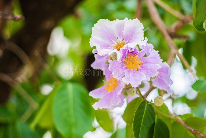 Flor Del Arbol De Jupiter De PinkQueen Imagen de archivo - Imagen de ...