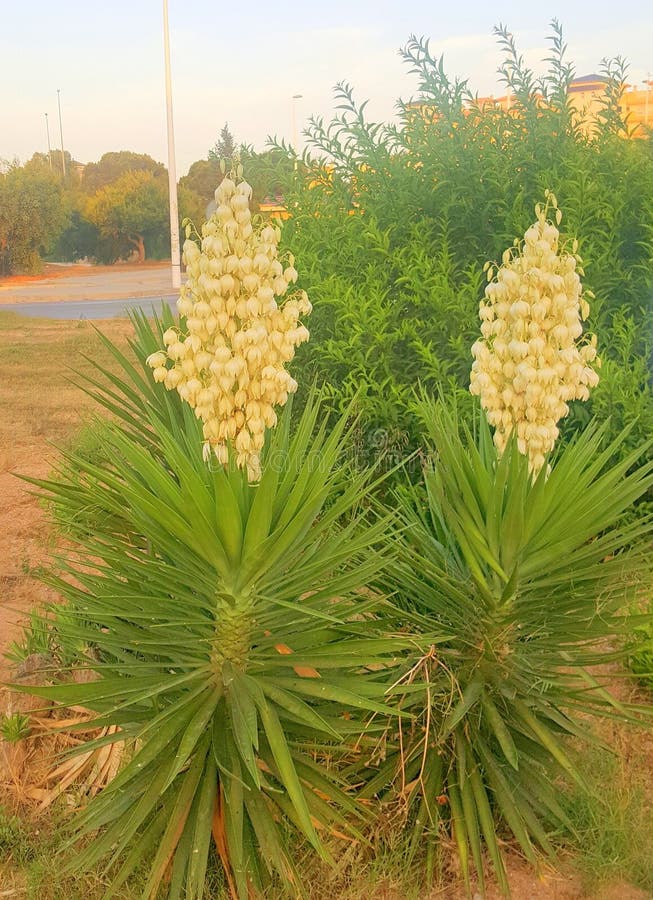 Alto clave de la yuca foto de archivo. Imagen de gardening - 25944202
