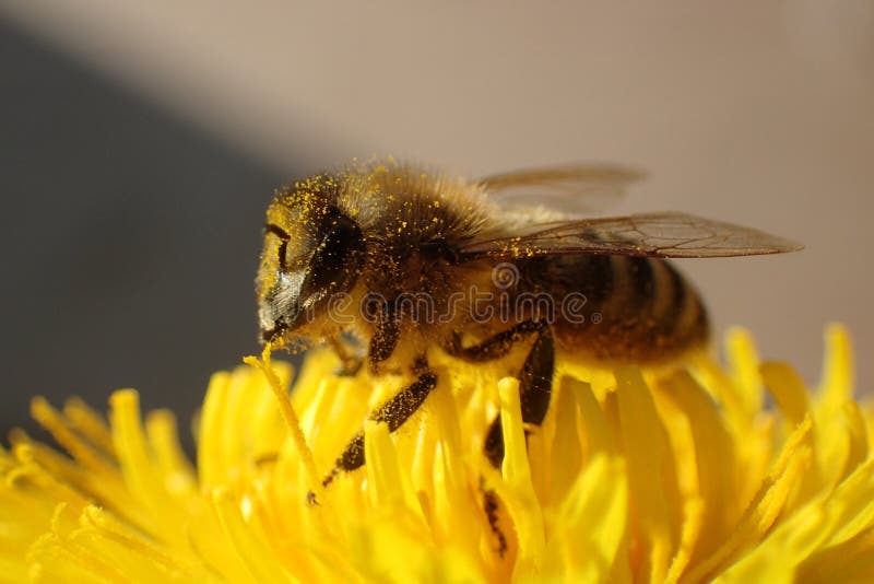 Flor Del Beee Y Del Diente De León Imagen de archivo - Imagen de verde ...