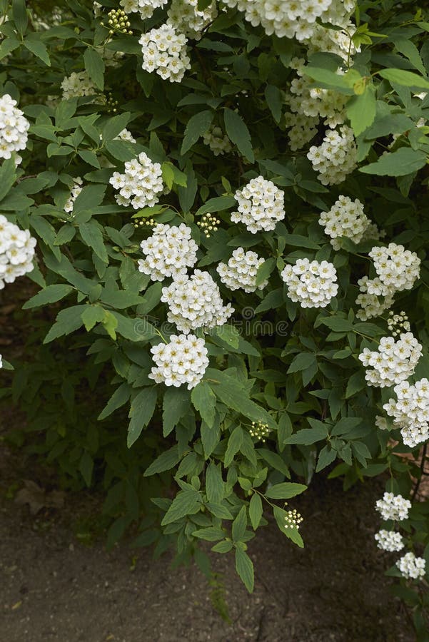 Flor Del Blanco De Los Canescens Del Spiraea Foto de archivo - Imagen ...
