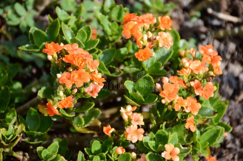 Flor Del Blossfeldiana De Kalanchoe En Jardín De La Naturaleza Imagen ...