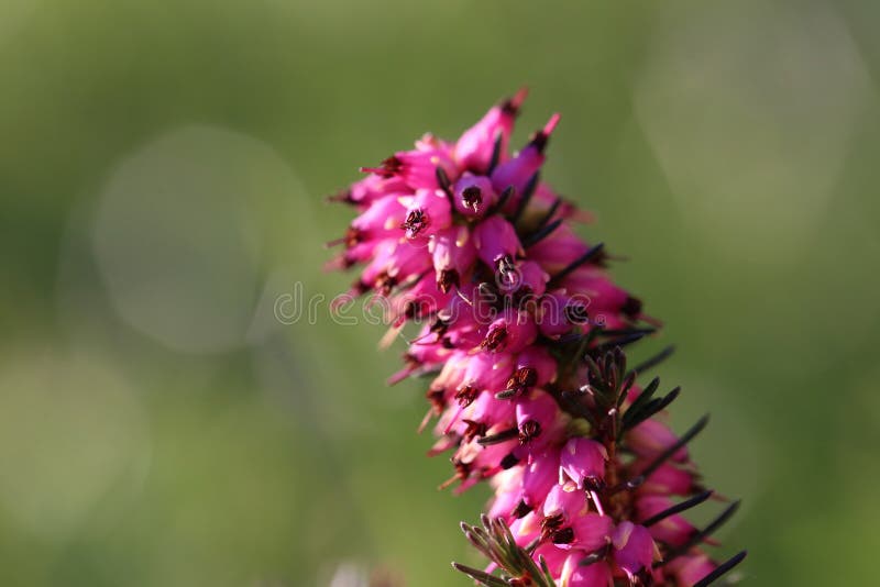 Flor del brezo foto de archivo. Imagen de arbusto, fondo - 39299650