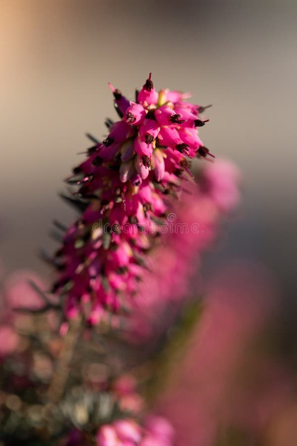 Flor del brezo foto de archivo. Imagen de arbusto, fondo - 39299650