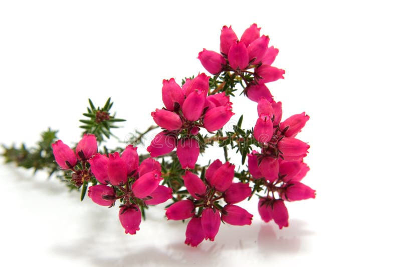 Flor del brezo en primer foto de archivo. Imagen de flor - 10671678