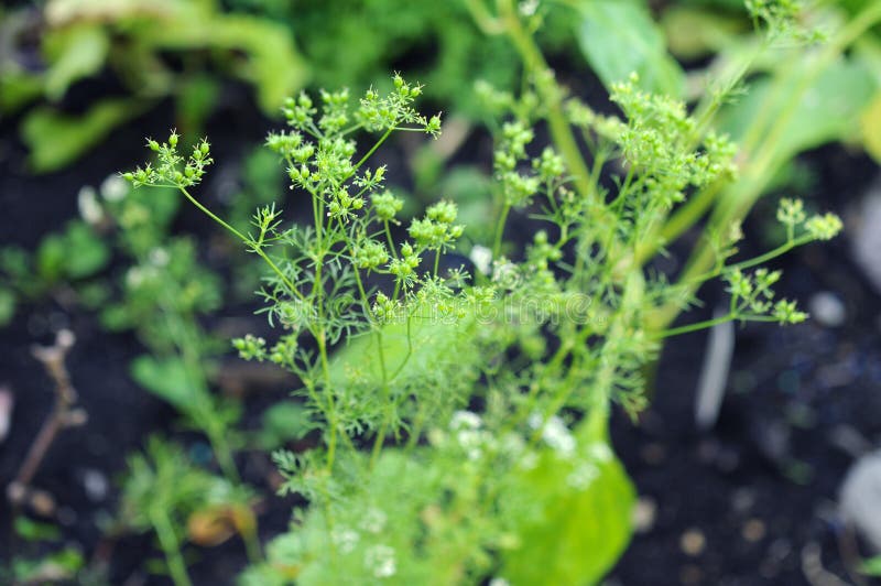 Flor del Cilantro imagen de archivo. Imagen de botánico - 25230833