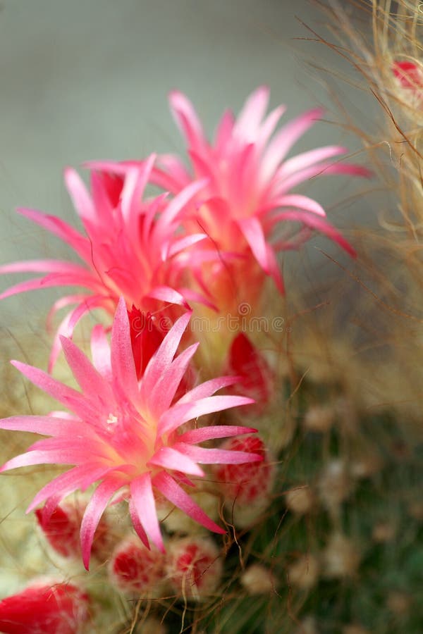 Flor del cacto imagen de archivo. Imagen de rojo, cubo - 4787443