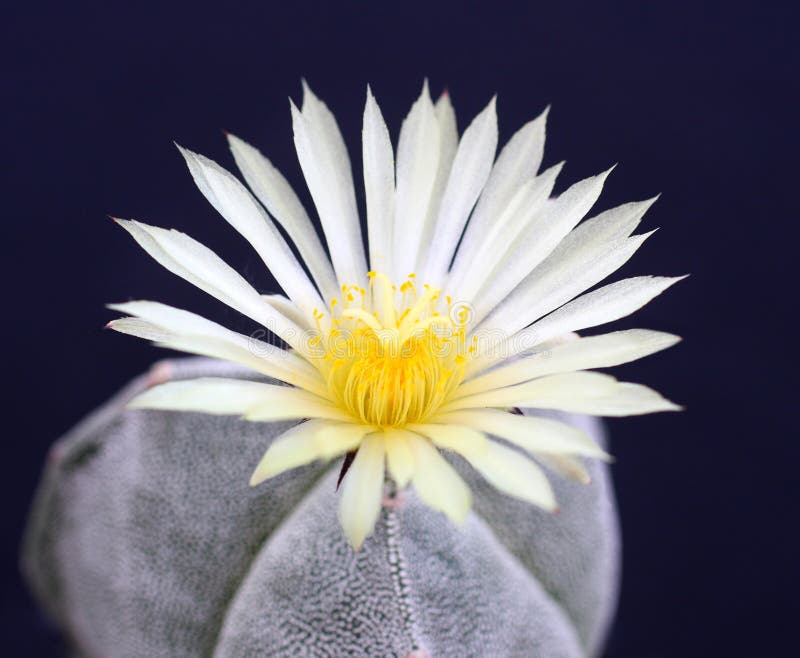 Flor del cacto foto de archivo. Imagen de apacible, temor - 9803416