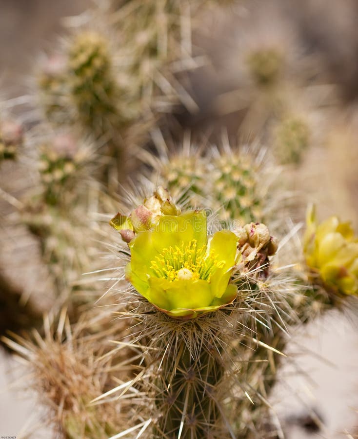 Flor Del Cacto Del Cholla De Wolf?s Imagen de archivo - Imagen de spine ...