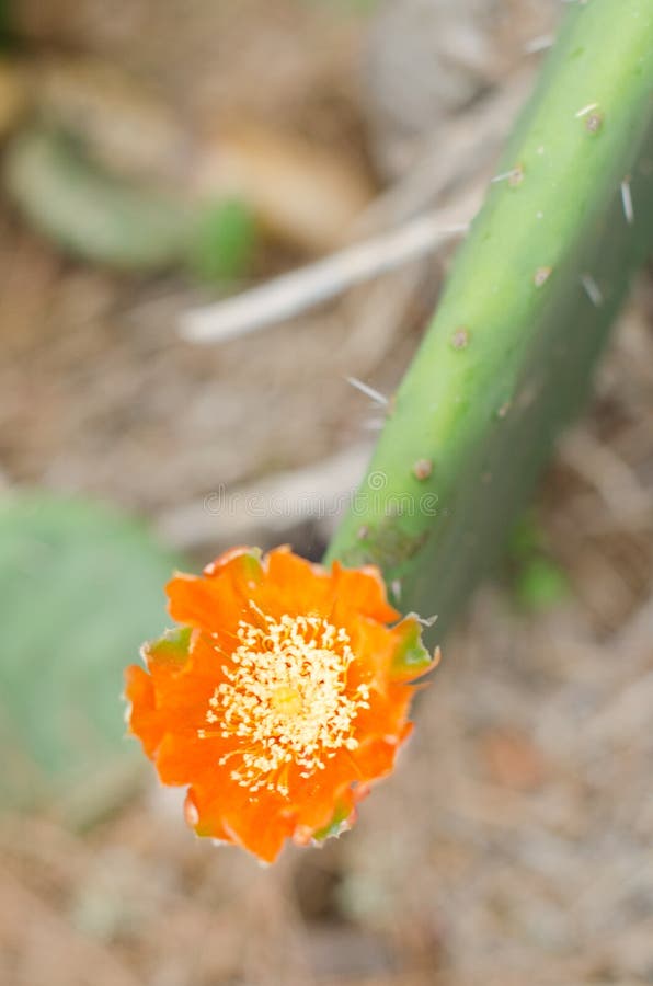 Flor del cactus del nopal imagen de archivo. Imagen de florecimiento ...