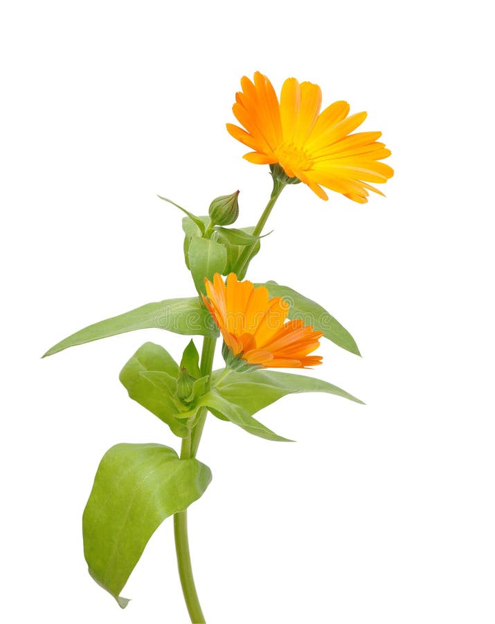 Flor Del Calendula, Aislada En El Fondo Blanco Imagen de archivo ...