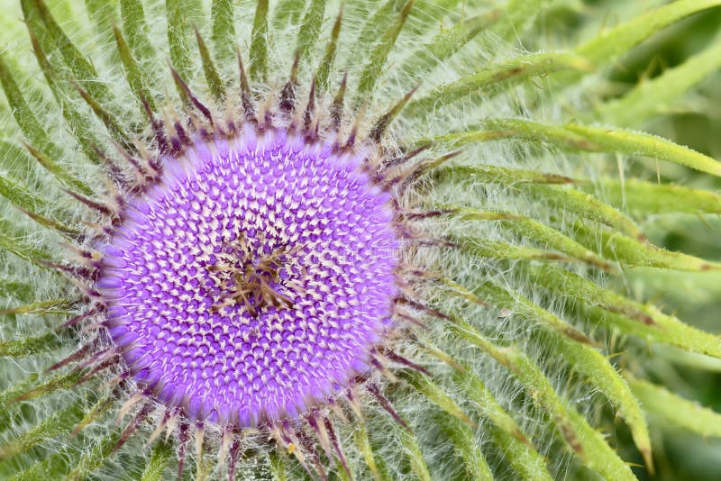 Flor del cardo foto de archivo. Imagen de blur, plantas - 56678186