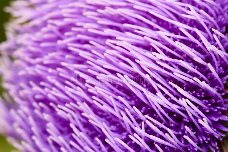 Flor del cardo imagen de archivo. Imagen de cierre, colores - 15353045