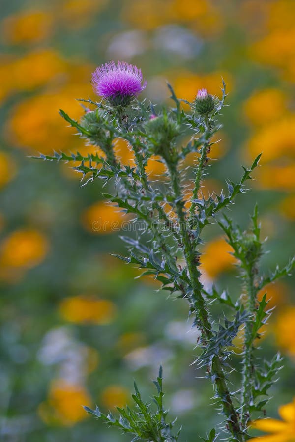 Flor del cardo imagen de archivo. Imagen de flor, barranca - 25479103