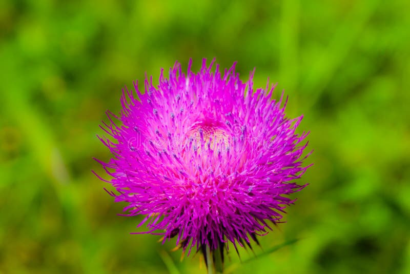 Flor del cardo imagen de archivo. Imagen de floral, travieso - 38482635