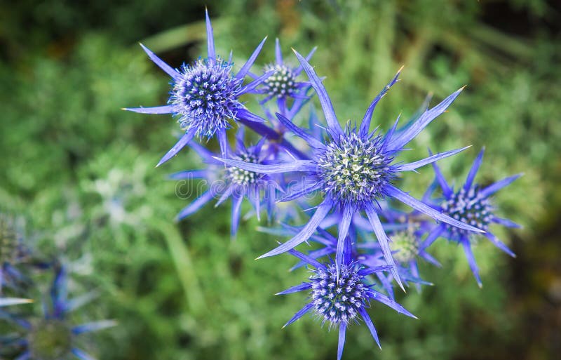 Cierre De La Flor Del Cardo Azul (eryngium) Para Arriba Foto de archivo ...