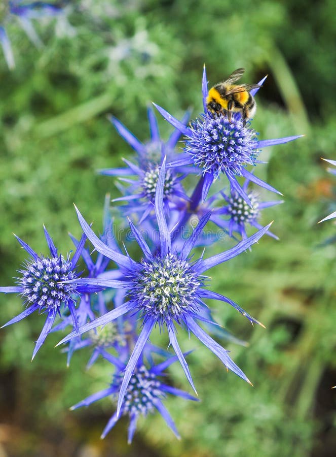 Cierre De La Flor Del Cardo Azul (eryngium) Para Arriba Foto de archivo ...