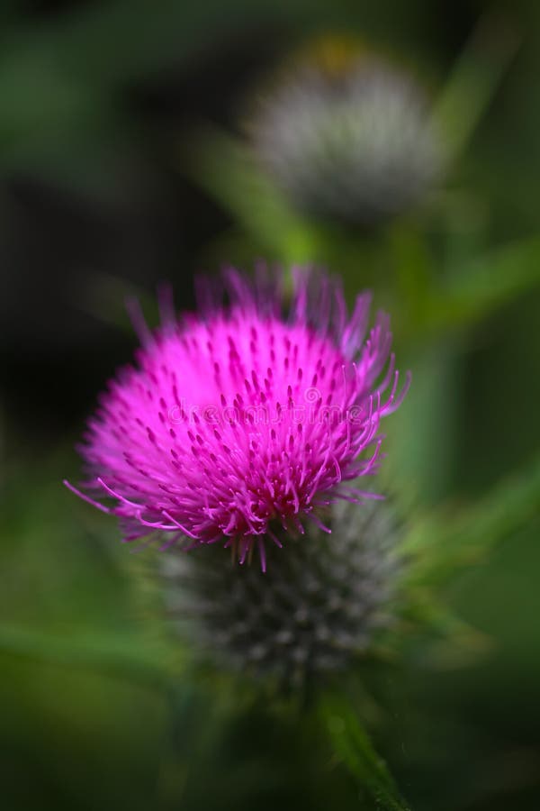 El Cardo, Emblema De Escocia Imagen de archivo - Imagen de escocia ...