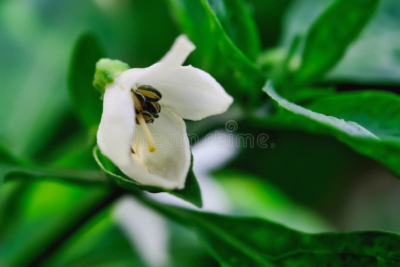 Flor del chile foto de archivo. Imagen de crezca, flor - 102924490