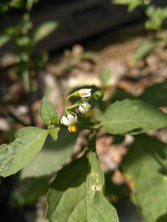 Flor del chile imagen de archivo. Imagen de flor, aislado - 155755339
