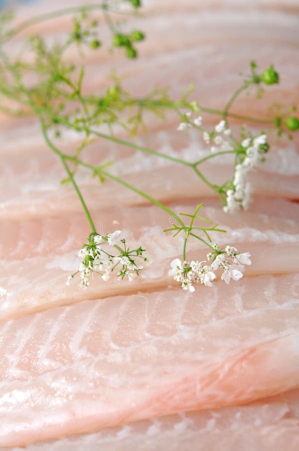 Flor del cilantro foto de archivo. Imagen de flor, producto - 34955552