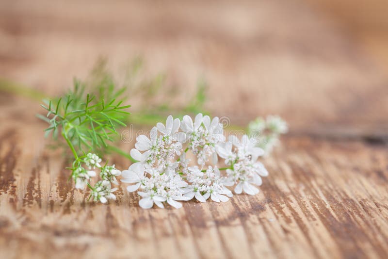 Flor del Cilantro imagen de archivo. Imagen de remedio - 25230833