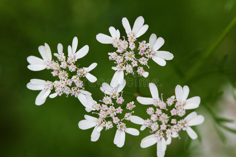 Flor del Cilantro imagen de archivo. Imagen de alimento - 25230833