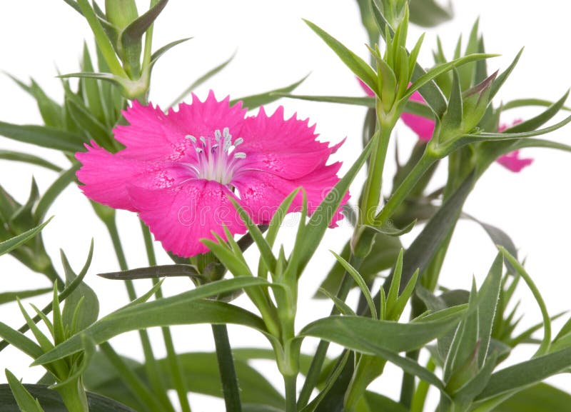 Flor Del Clavel Con Las Flores De Las Hojas Foto de archivo - Imagen de ...