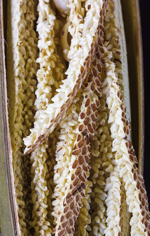 Flor del coco imagen de archivo. Imagen de tropical, tailandia - 26400323